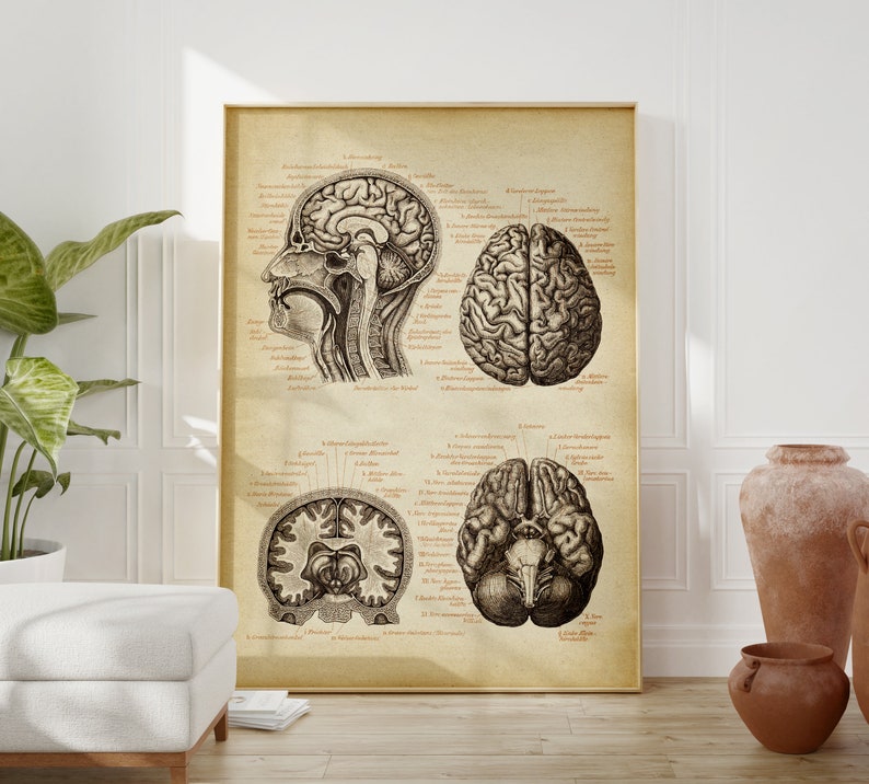 Brain Anatomy POSTER Brain Chart Scientific Illustration - Etsy