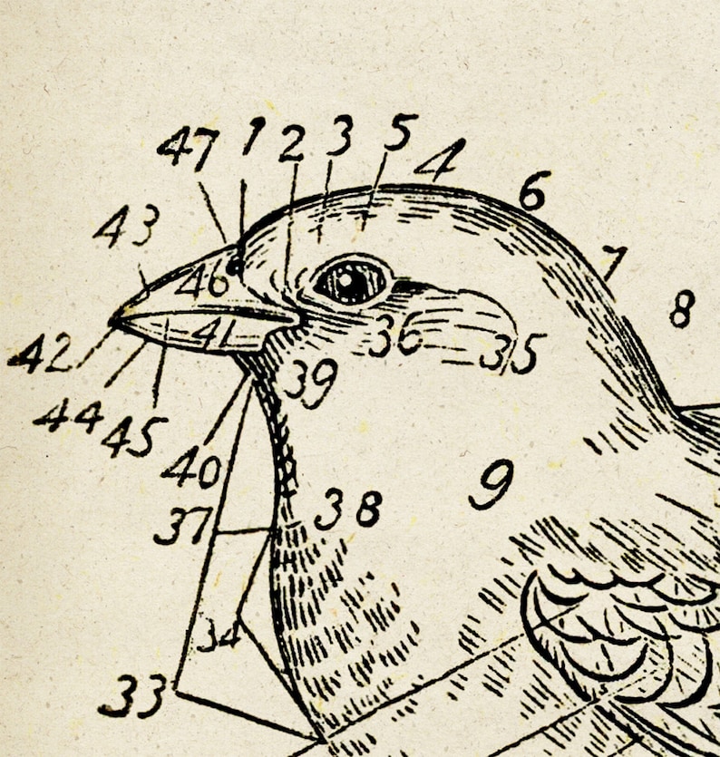 Scientific Bird print bird chart art ornithology bird | Etsy