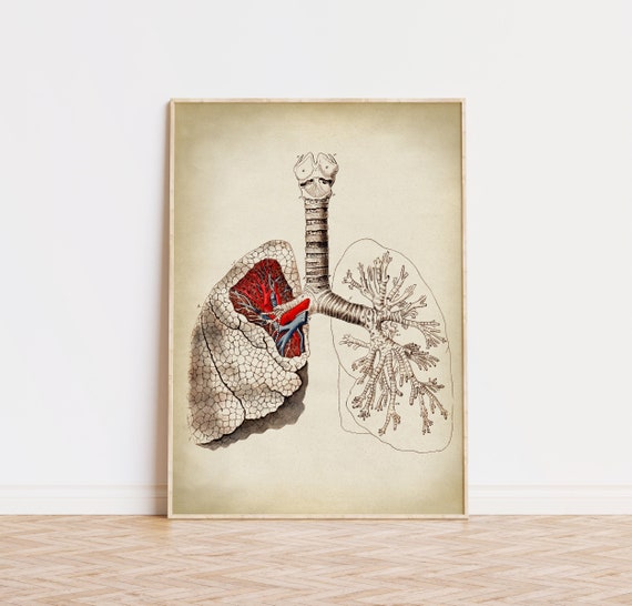 Vintage Lung Illustration