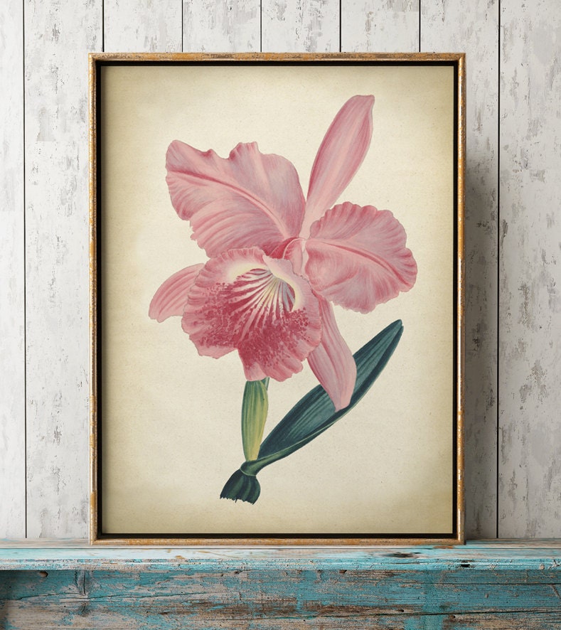 Pink Orchid Botanical poster flower print botanical print | Etsy
