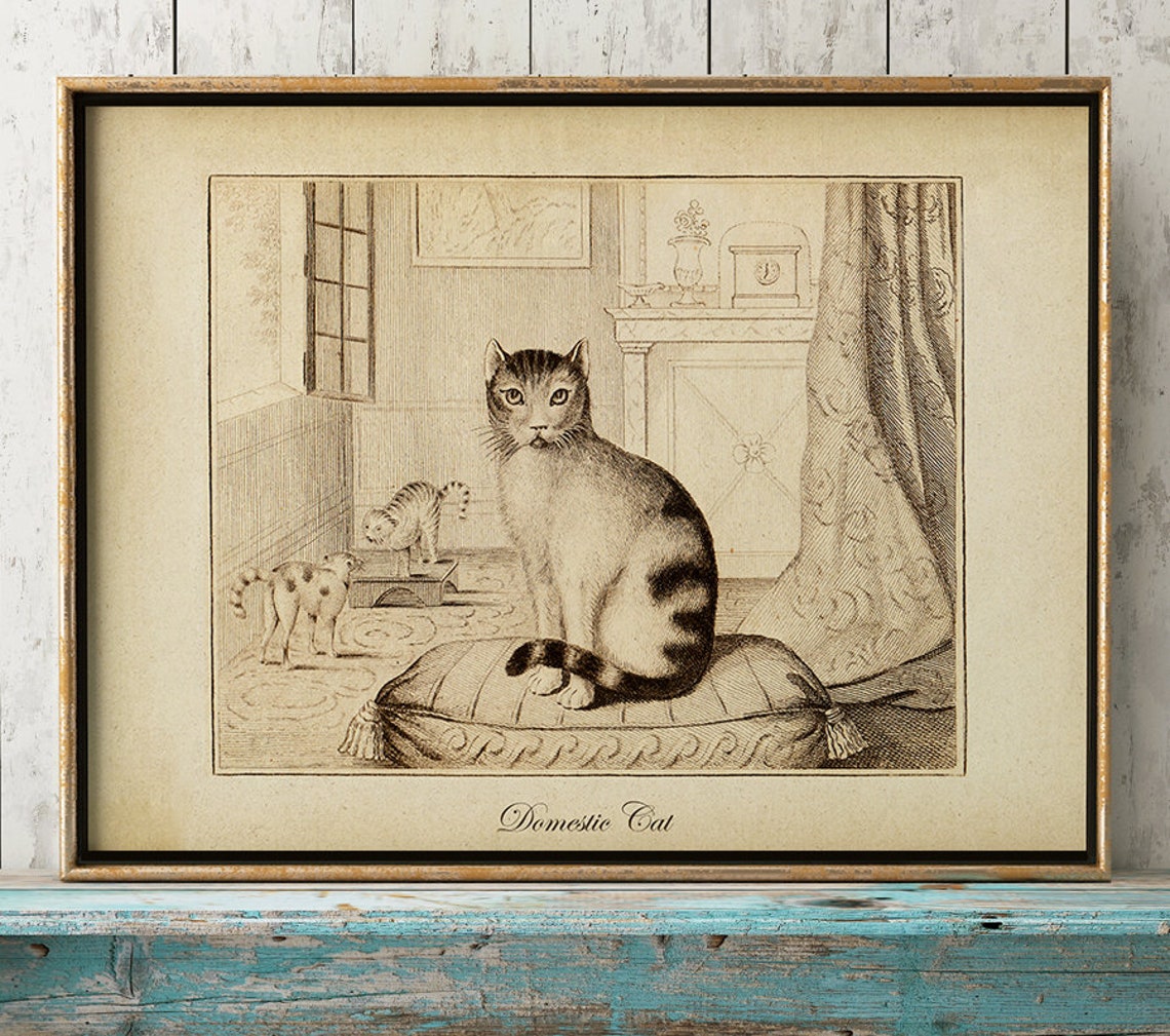 DOMESTIC Cat Print, Lovely Vintage Style Cat Poster, Cat Drawing, Cat ...