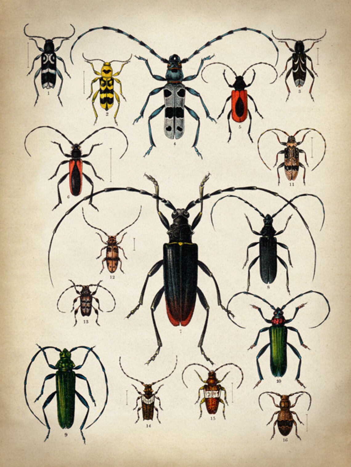 BEETLES Poster Beetles Print Beetles Chart Insect Poster - Etsy
