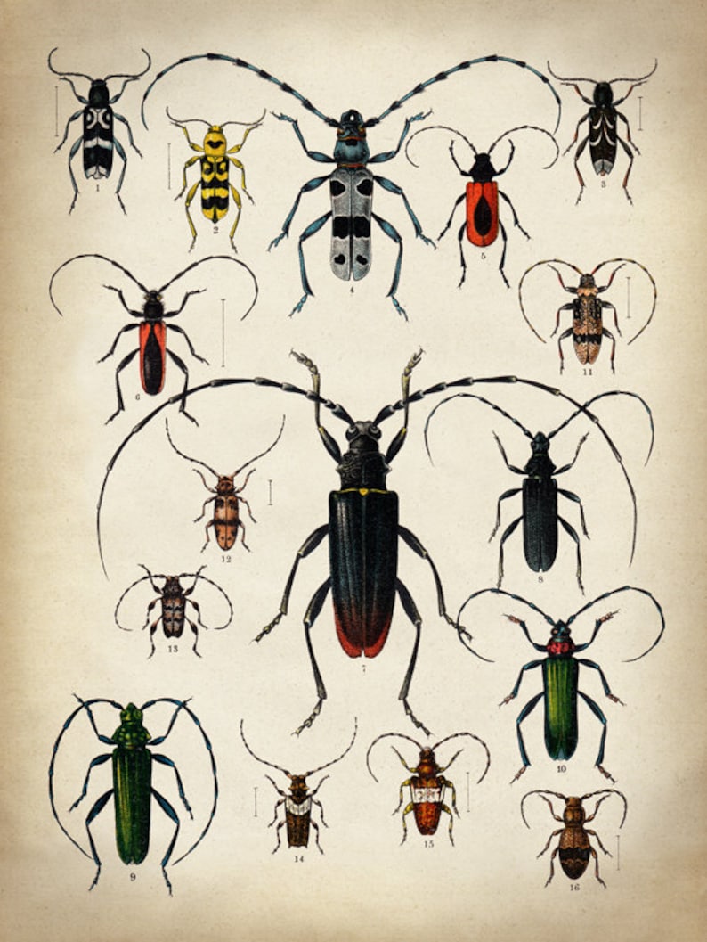 BEETLES Poster Beetles Print Beetles Chart Insect Poster | Etsy