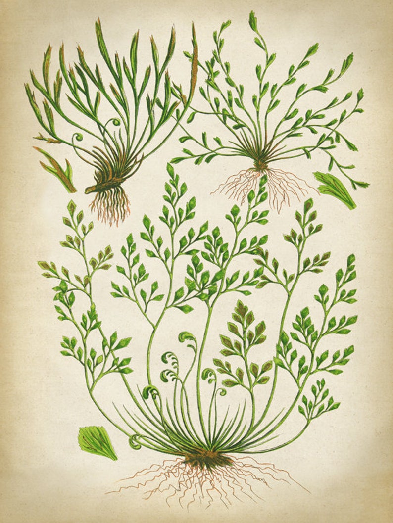 Fern Moss Poster Fern Print Moss Print Fern Art Botanical - Etsy