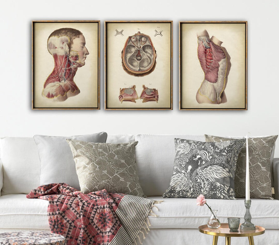 ANATOMY Print SET of 3, Anatomical Poster, Head Print, Cranium Print ...
