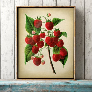 Fruits Botanical Print SET of 6 Art Prints, Assorted Fruit Instant ...