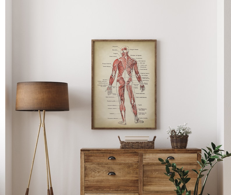 Anatomy Print SET of 3 Anatomical Poster Muscles and - Etsy