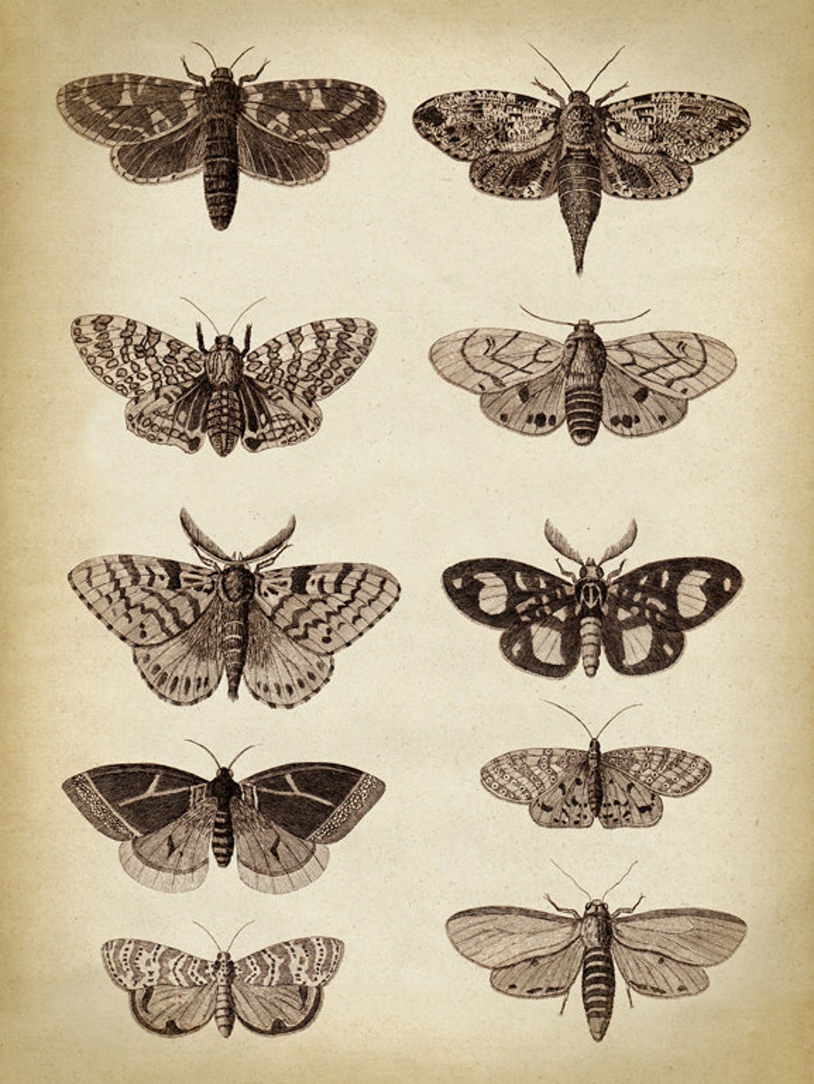 Butterfly Print Butterfly Poster Butterflies Wall Decor - Etsy