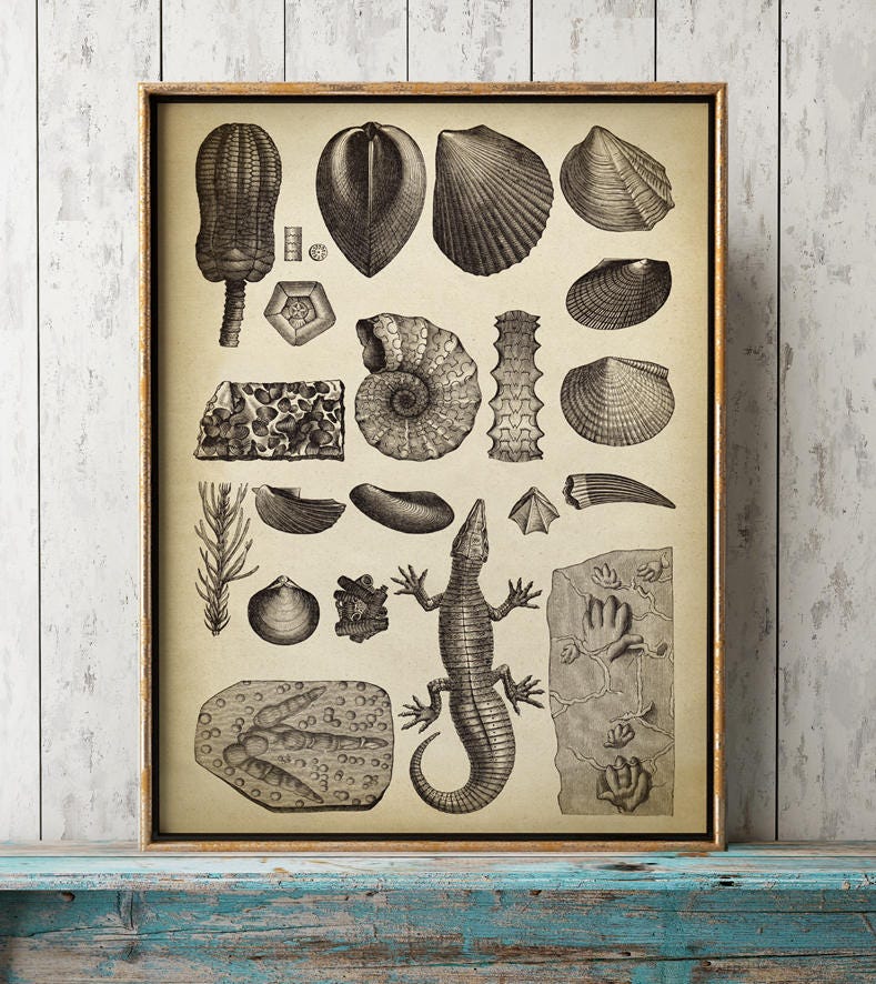 FOSSIL Print Set of 3 Mineral Vegetable and Animal Fossil - Etsy