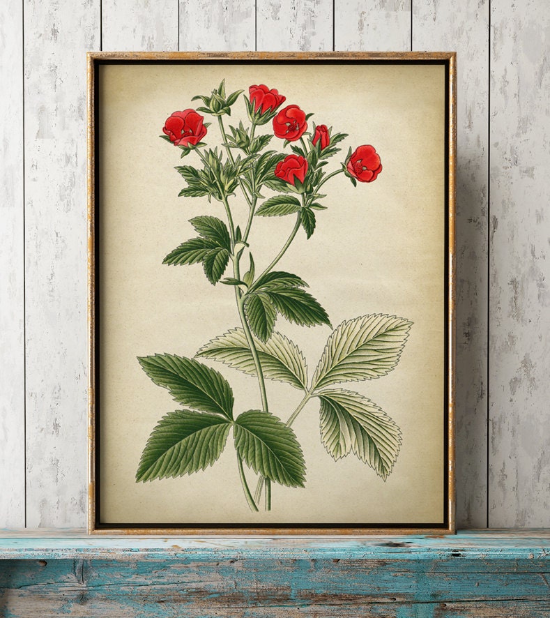 Botanical poster botanical print botanical chart study | Etsy