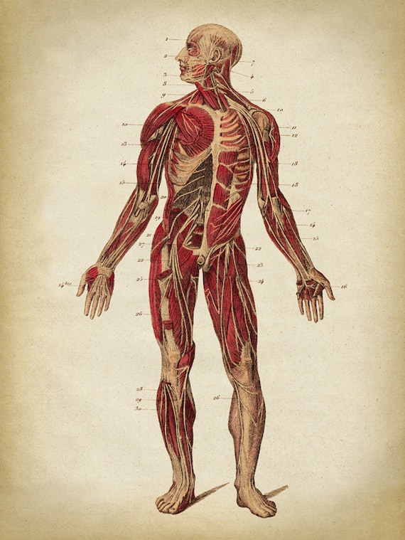 Human Anatomy Art Reference