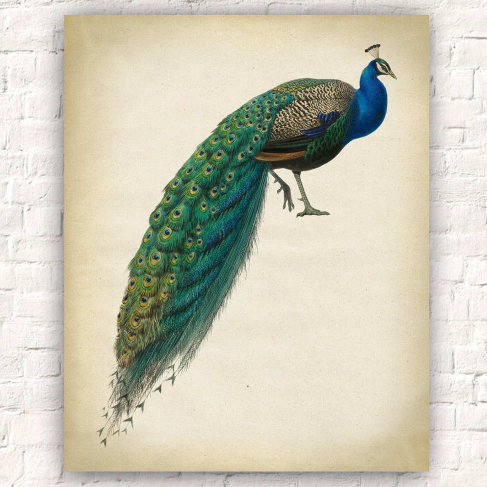 Peacock Print Print Peacock Poster Peacockwall Art - Etsy