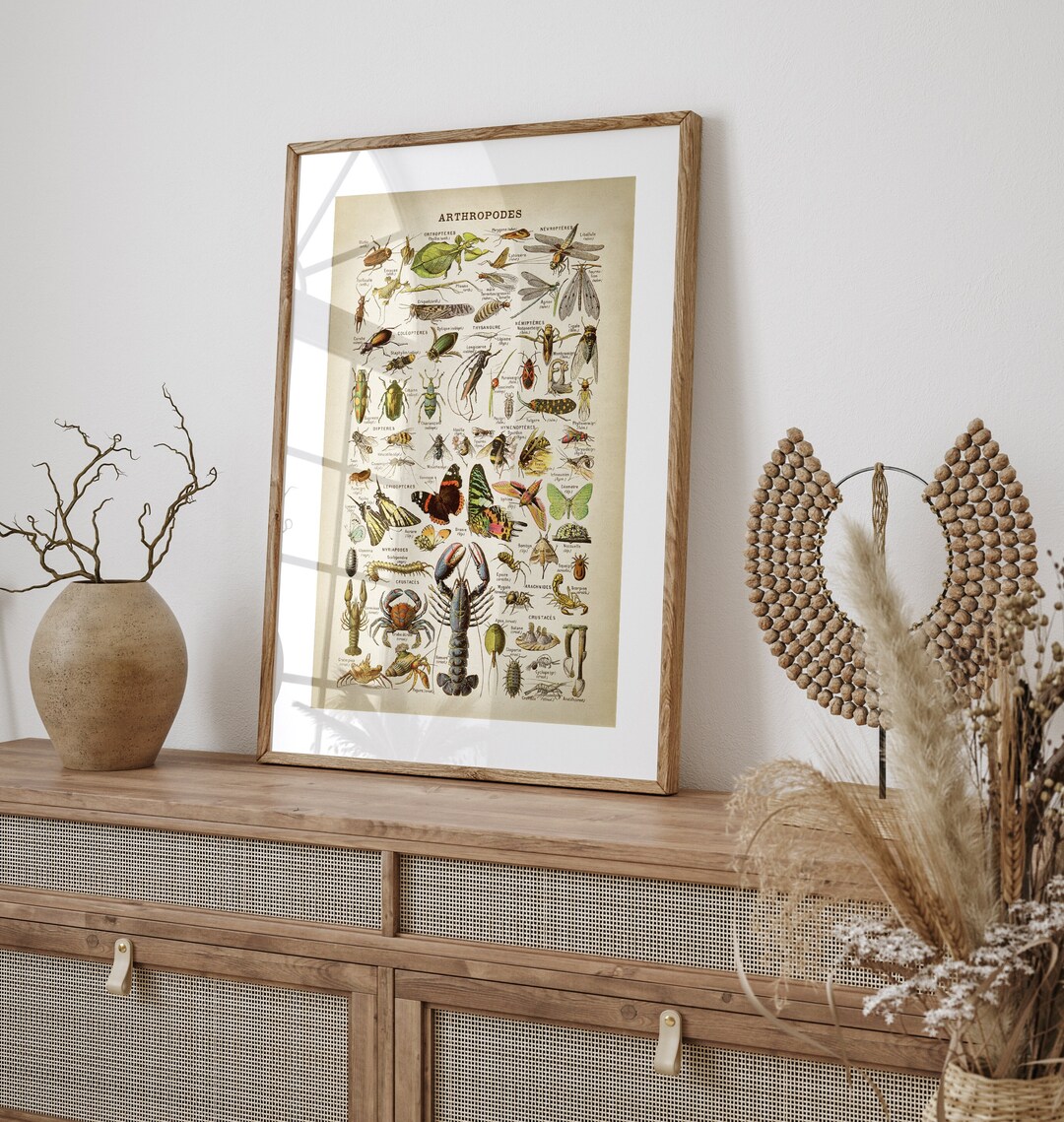 INSECT Poster Insects Chart Print Arthropods Flies - Etsy