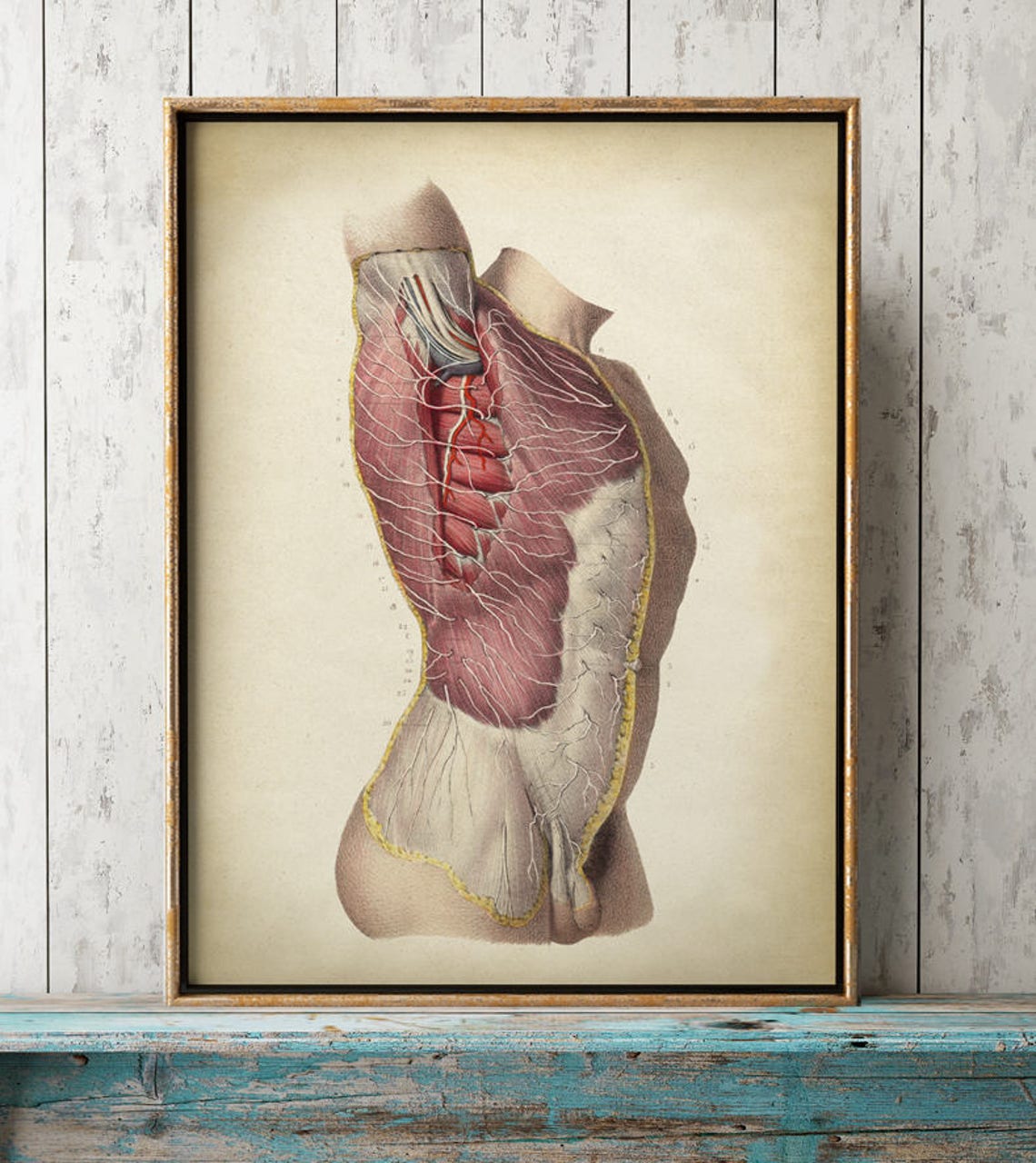 ANATOMY PRINT Male Torso Anatomy Poster Human Body Print - Etsy