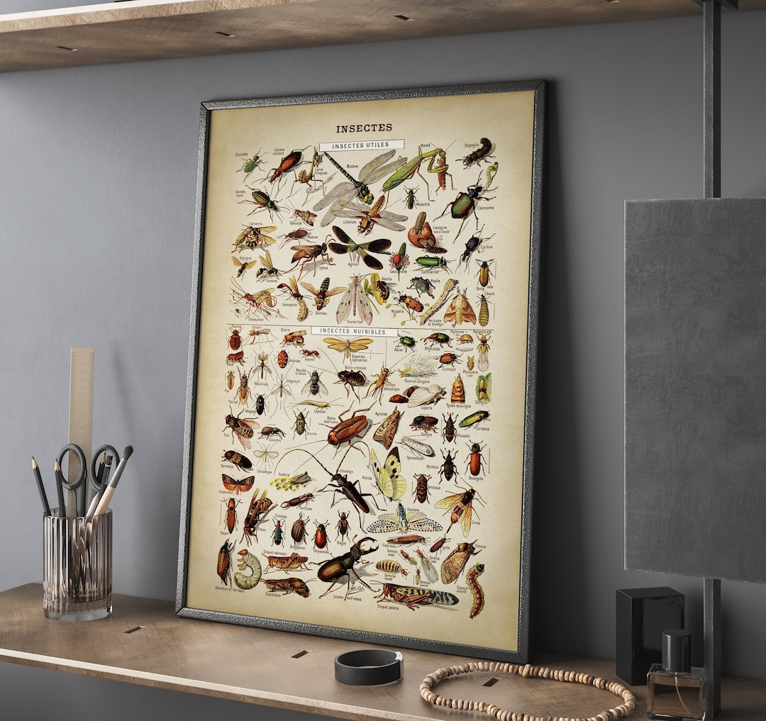 INSECT Poster Insects Chart Print INSECTES Flies Beetles - Etsy