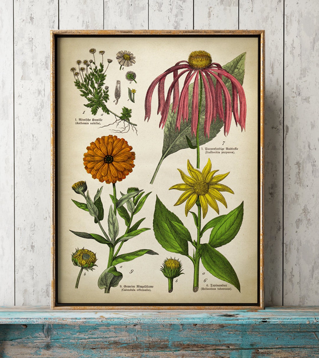 Botanical Poster Medicinal Plants and Flowers Print - Etsy