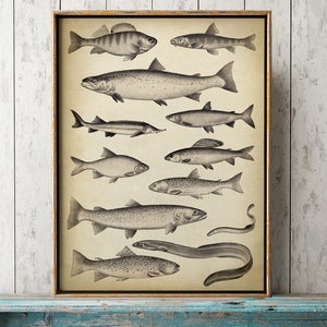 FISH Print SET of 2 Fish Charts, Fish Poster, Fish Illustration ...
