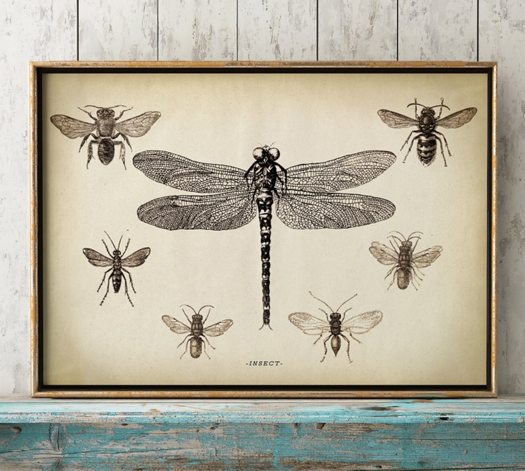 Dragonfly Print, Dragon-fly Print, Study of Insects Chart, Dragonfly ...
