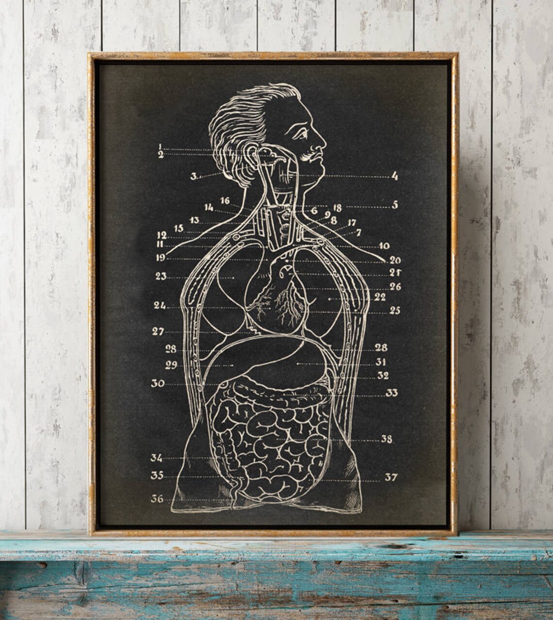 ANATOMY Print SET of Nine Anatomy Charts Anatomy Poster - Etsy