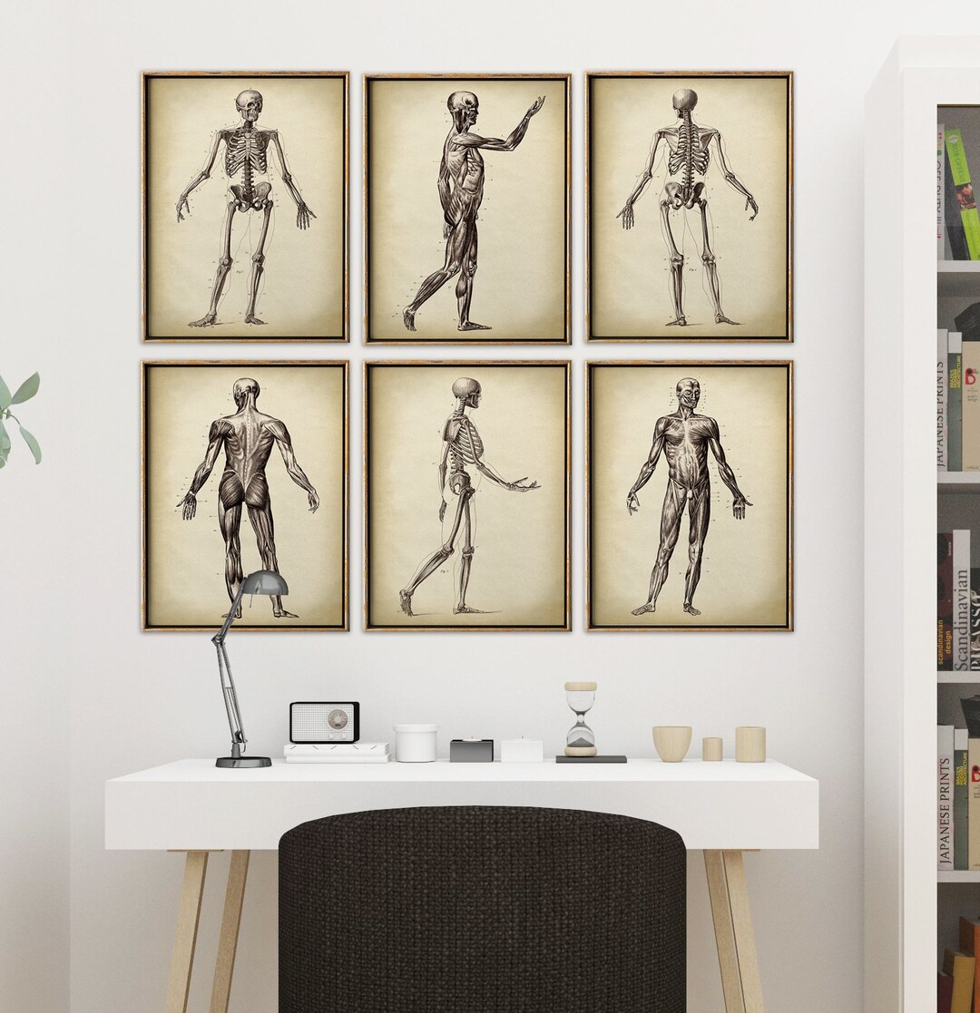 ANATOMY Print Set of 6 Art Prints Skeleton and Muscles - Etsy