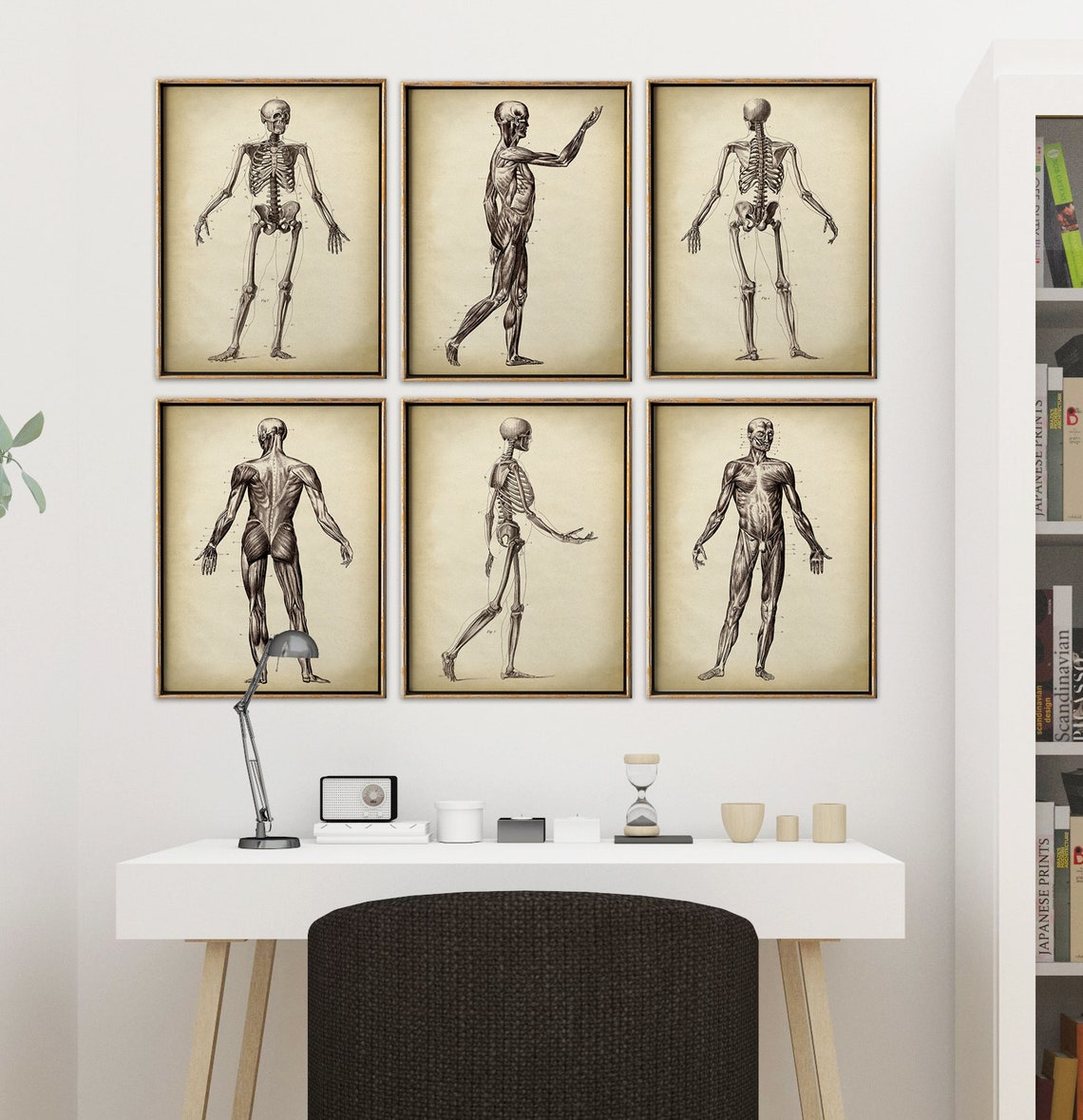 ANATOMY Print Set of 6 Art Prints Skeleton and Muscles | Etsy