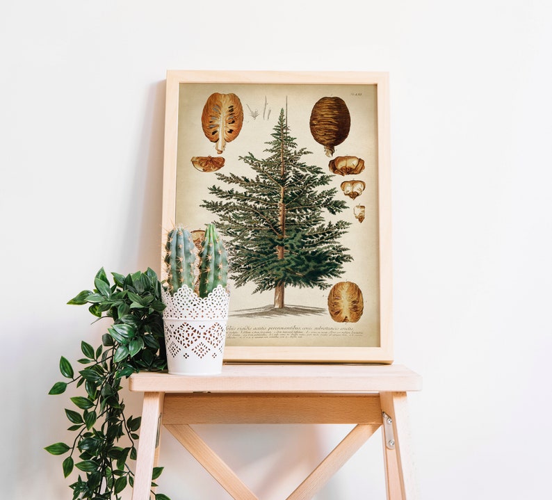Cedar Tree Botanical Print SET of 2 Cedar Print Old Trees - Etsy