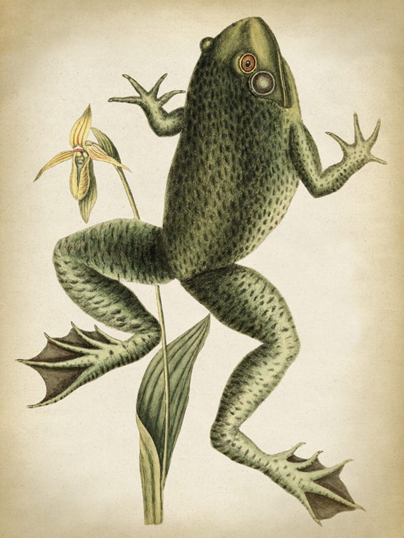 FROG Print Green Frog Poster Amphibian Poster frog | Etsy