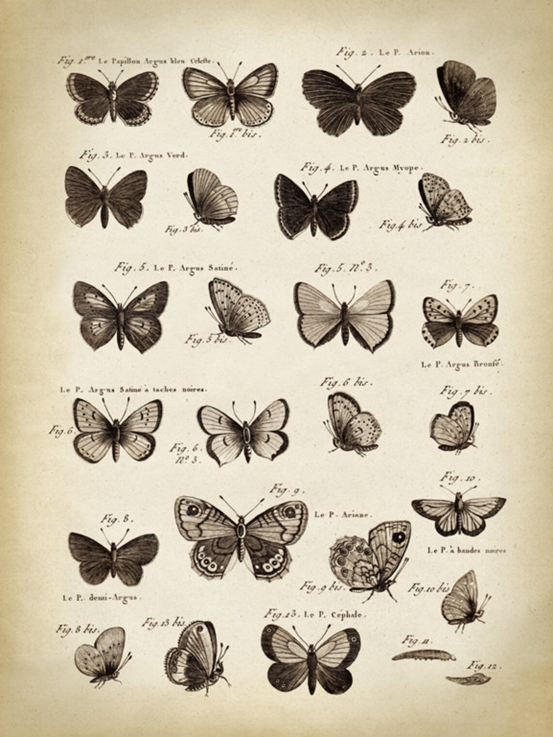 Butterfly Poster Butterfly Print Butterflies Wall Decor | Etsy