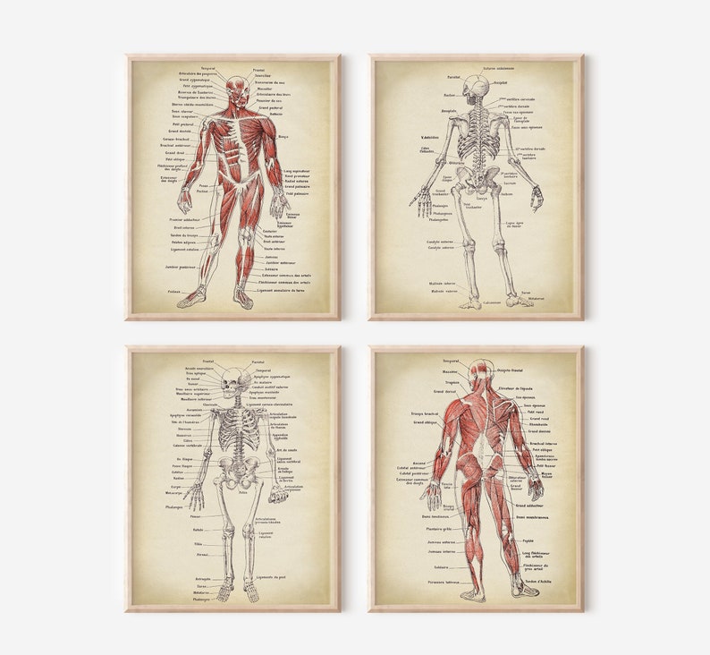 Anatomy Print SET of Four Anatomy Poster Scientific - Etsy