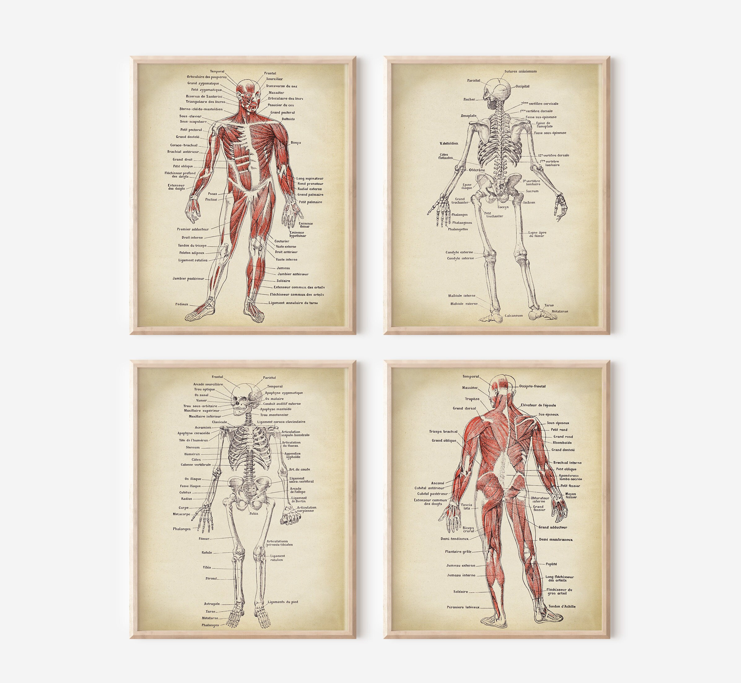 Anatomy Print SET of Four Anatomy Poster Scientific - Etsy Canada