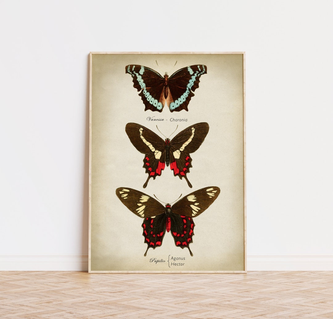 Butterfly Print, Butterfly Poster, Butterflies Wall Decor, Scientific ...