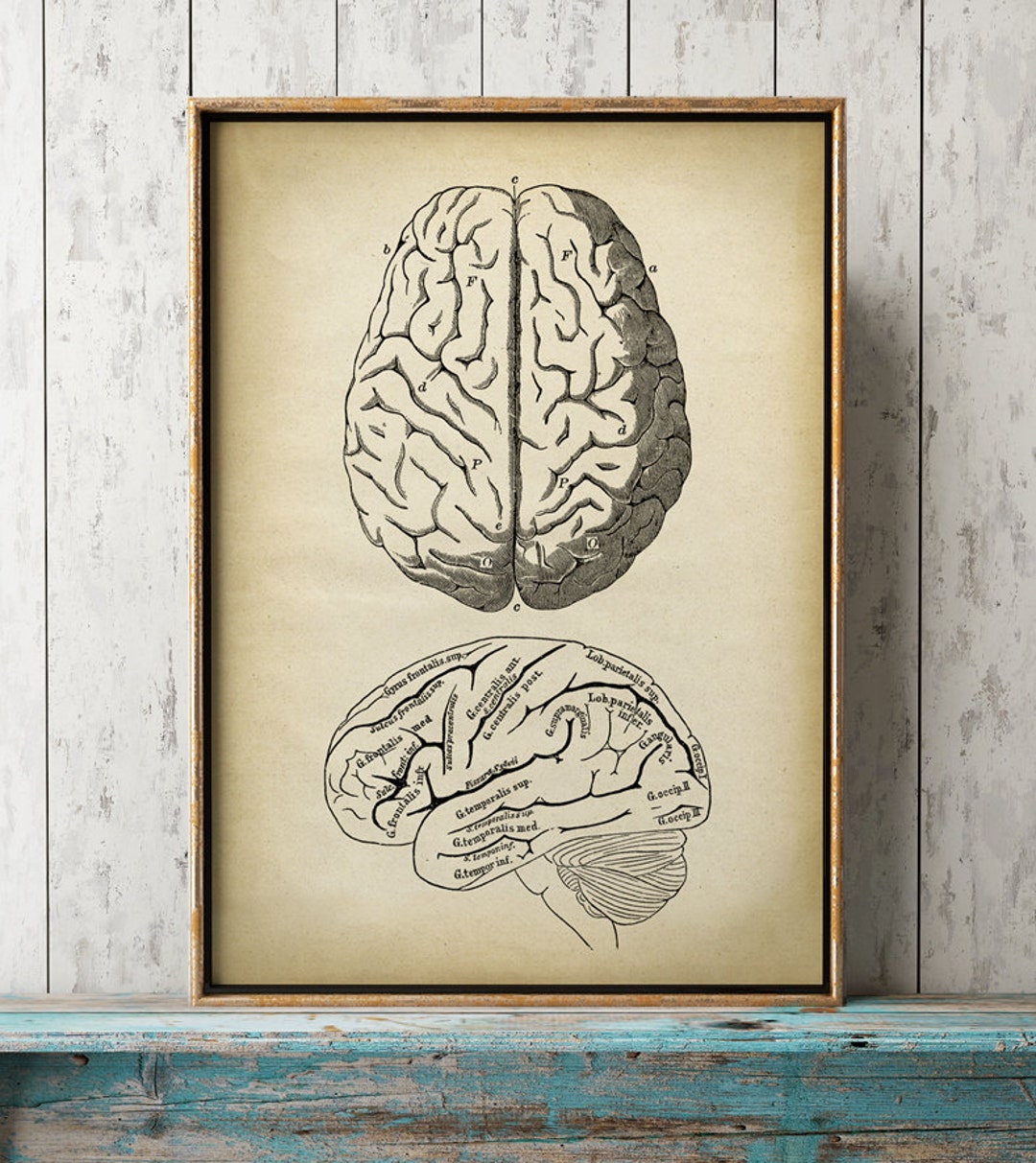 Brain Anatomy Print: Vintage Style Scientific Illustration - Etsy