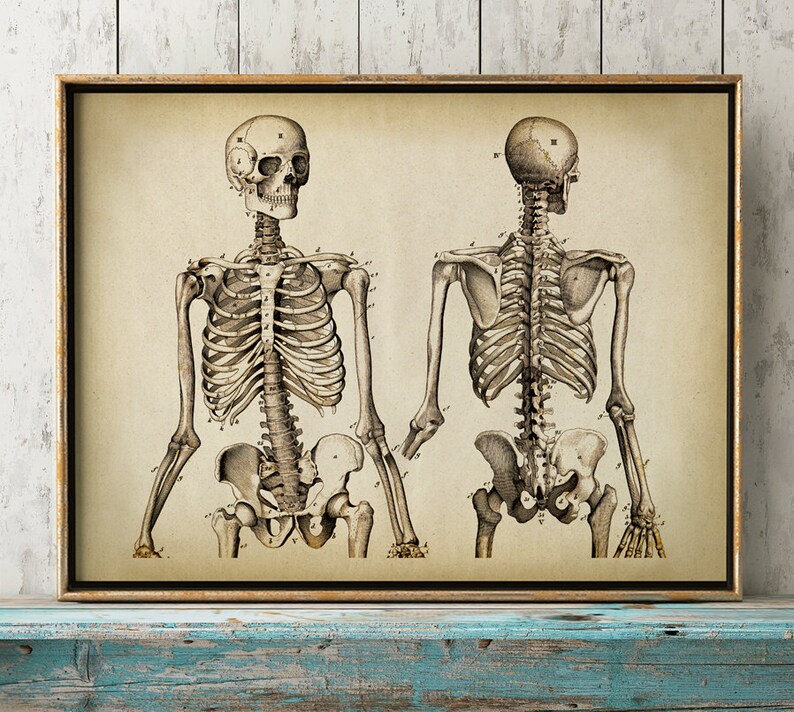 Anatomy Print Anatomy Poster Human Skeleton Print Human - Etsy
