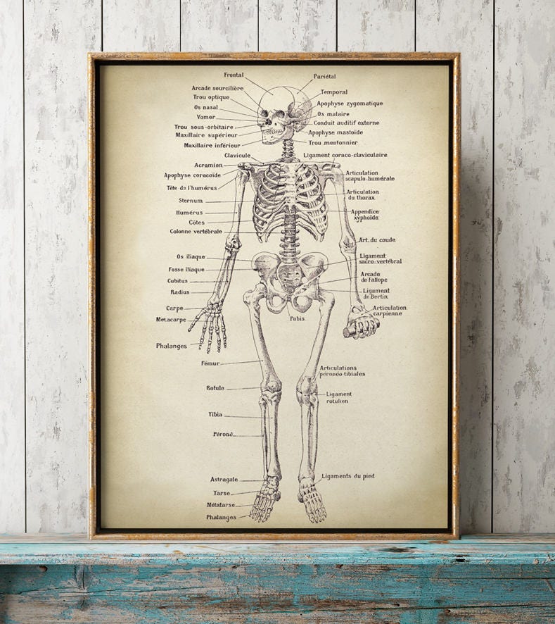Anatomy Print SET of Four Anatomy Poster Scientific | Etsy