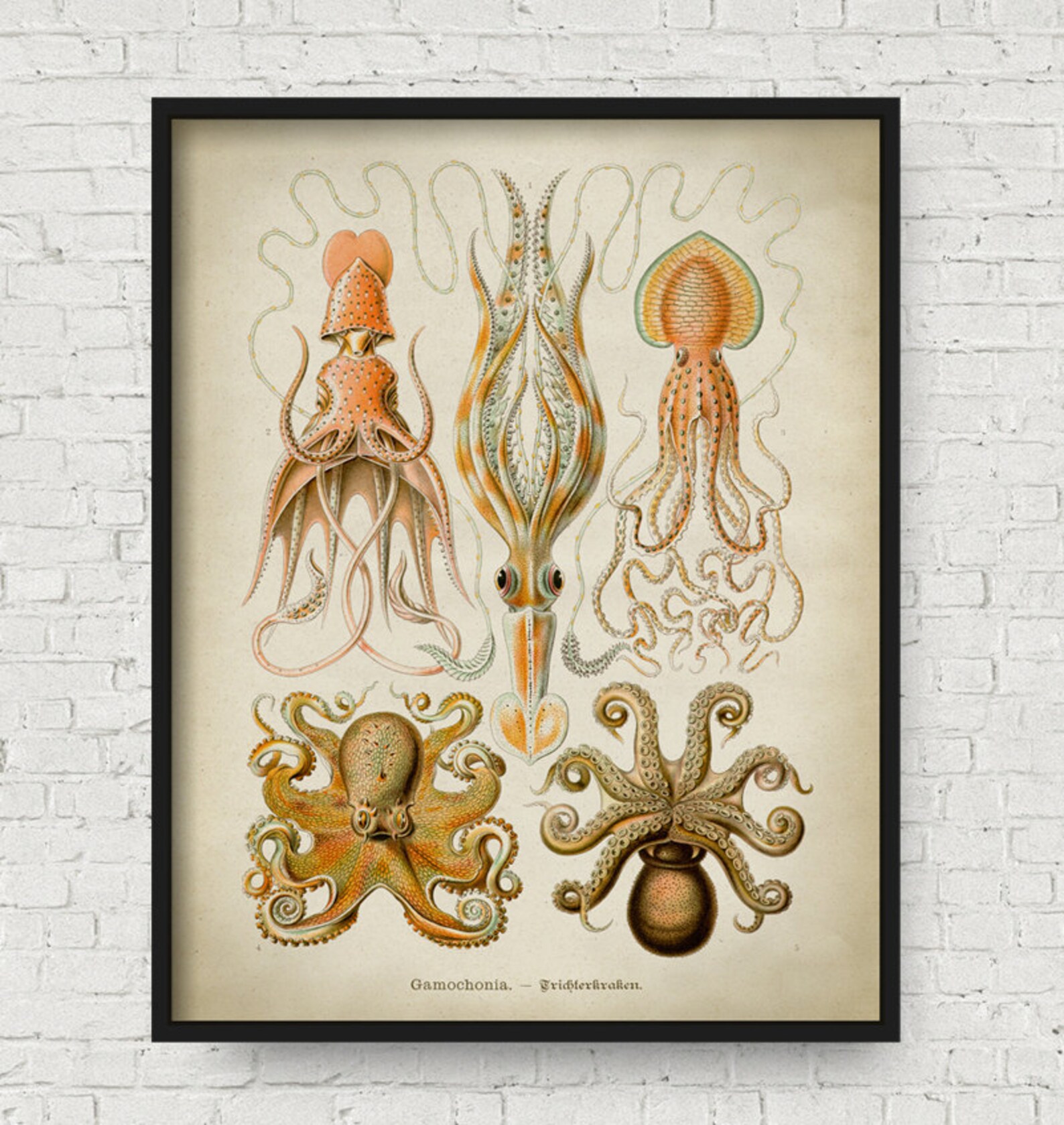 Squids Poster Octopus Print Cuttlefish Wall Decor Marine - Etsy