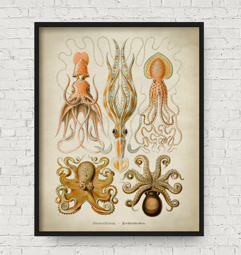 Squids Poster Octopus Print Cuttlefish Wall Decor Marine - Etsy