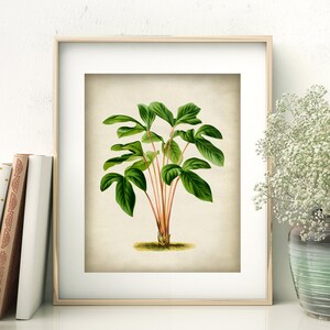 Palm Botanical Print SET of 2, Palm Print, Palm Tree Poster, Green ...