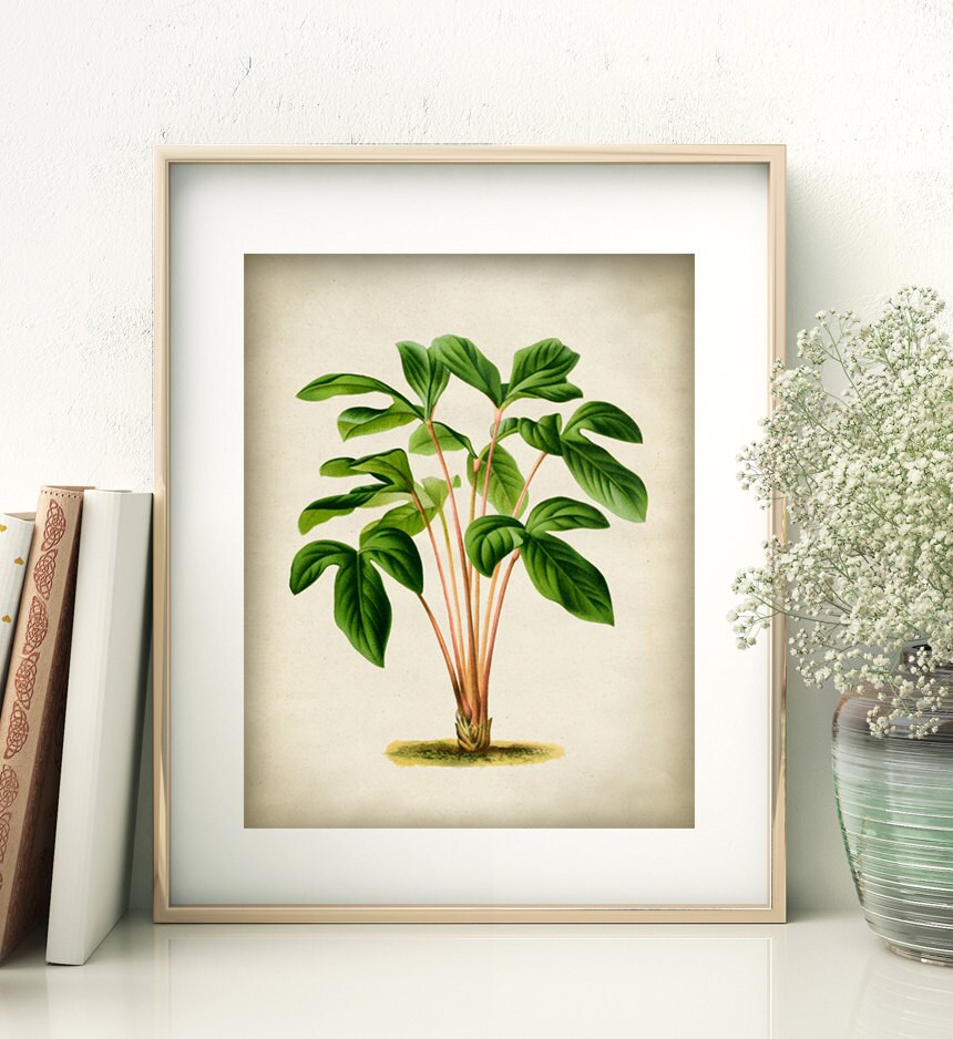 Palm Botanical Print SET of 2 Palm Print Palm Tree Poster | Etsy