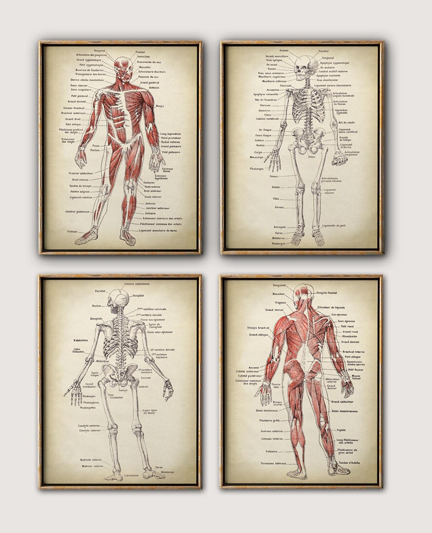 Anatomy Print SET of Four Anatomy Poster Scientific | Etsy