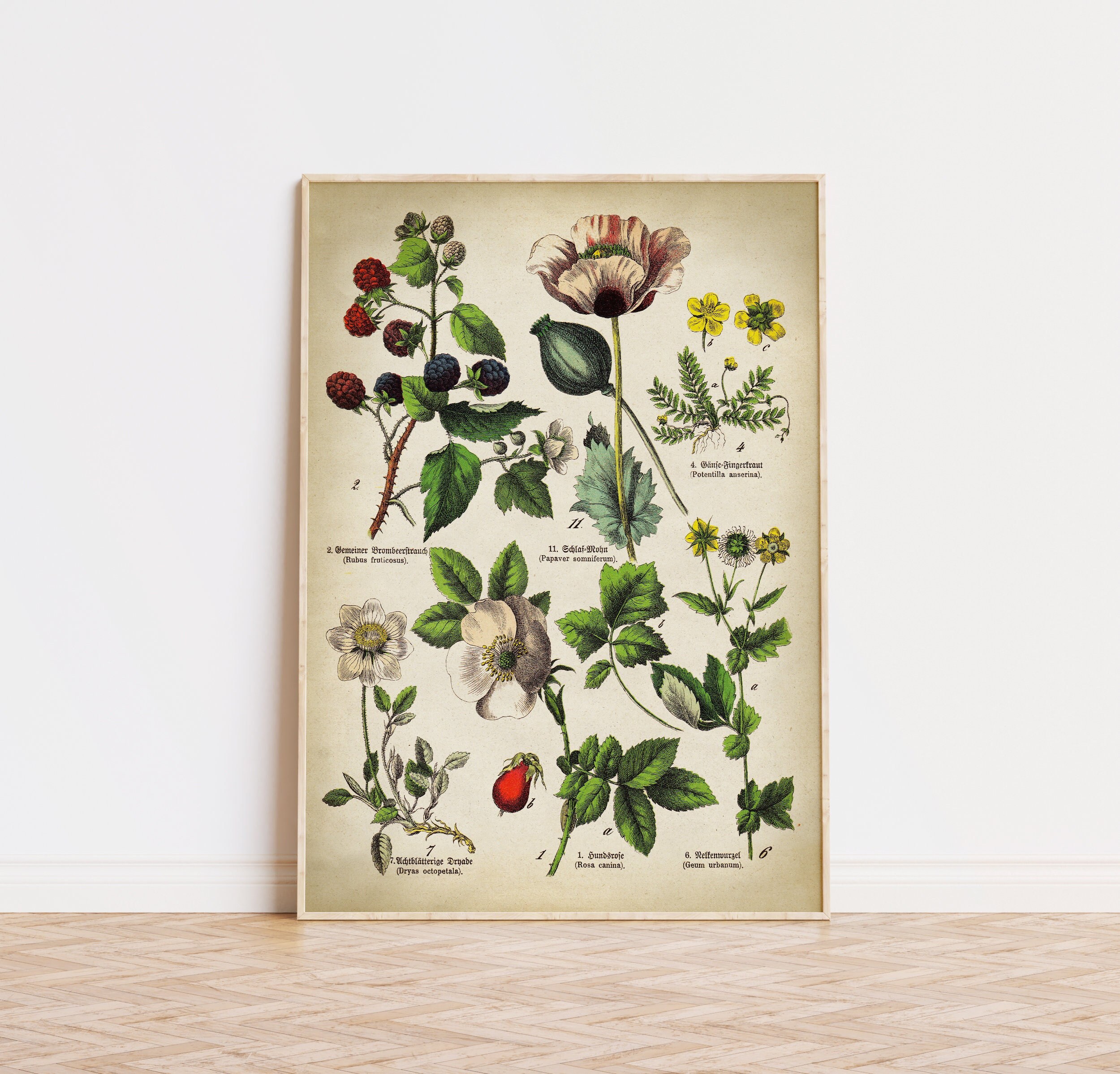 Prints Giclée Medicinal Plants MOBO264 Guarana Plant Illustration ...