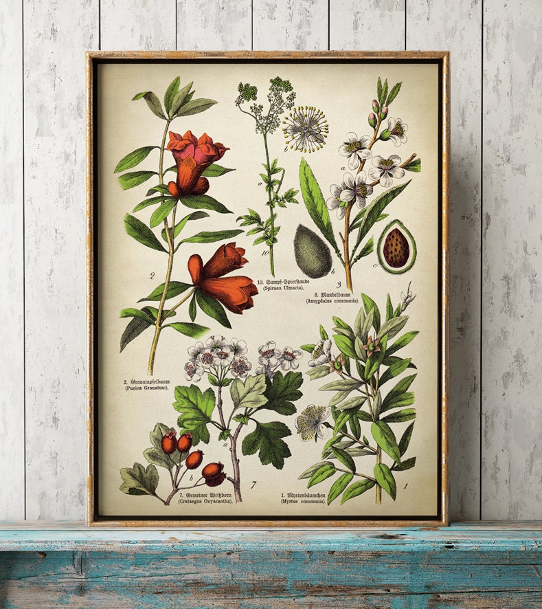 Botanical Print SET of 2 Flower Poster In warm tones Flowers | Etsy