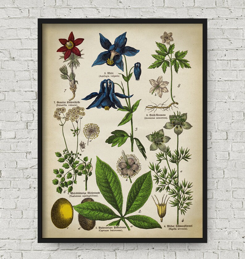 Botanical Poster Plants and Flowers Print Botanical Print | Etsy