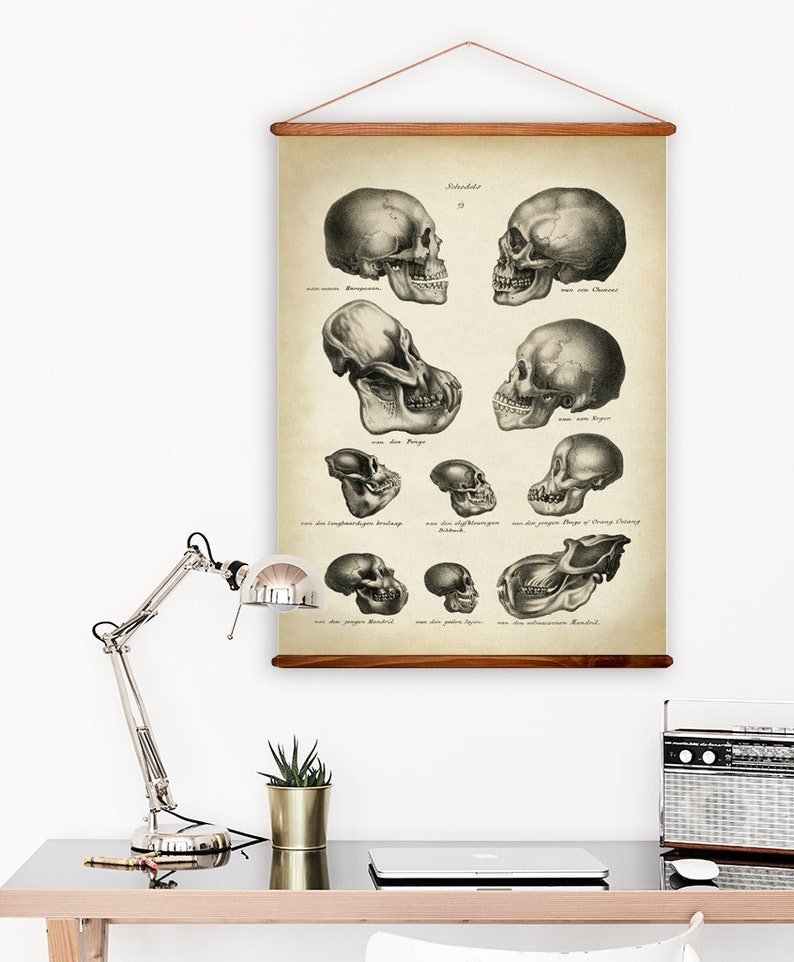 Human and Monkey Anatomy Skull POSTER Ape Cranium Anatomy - Etsy