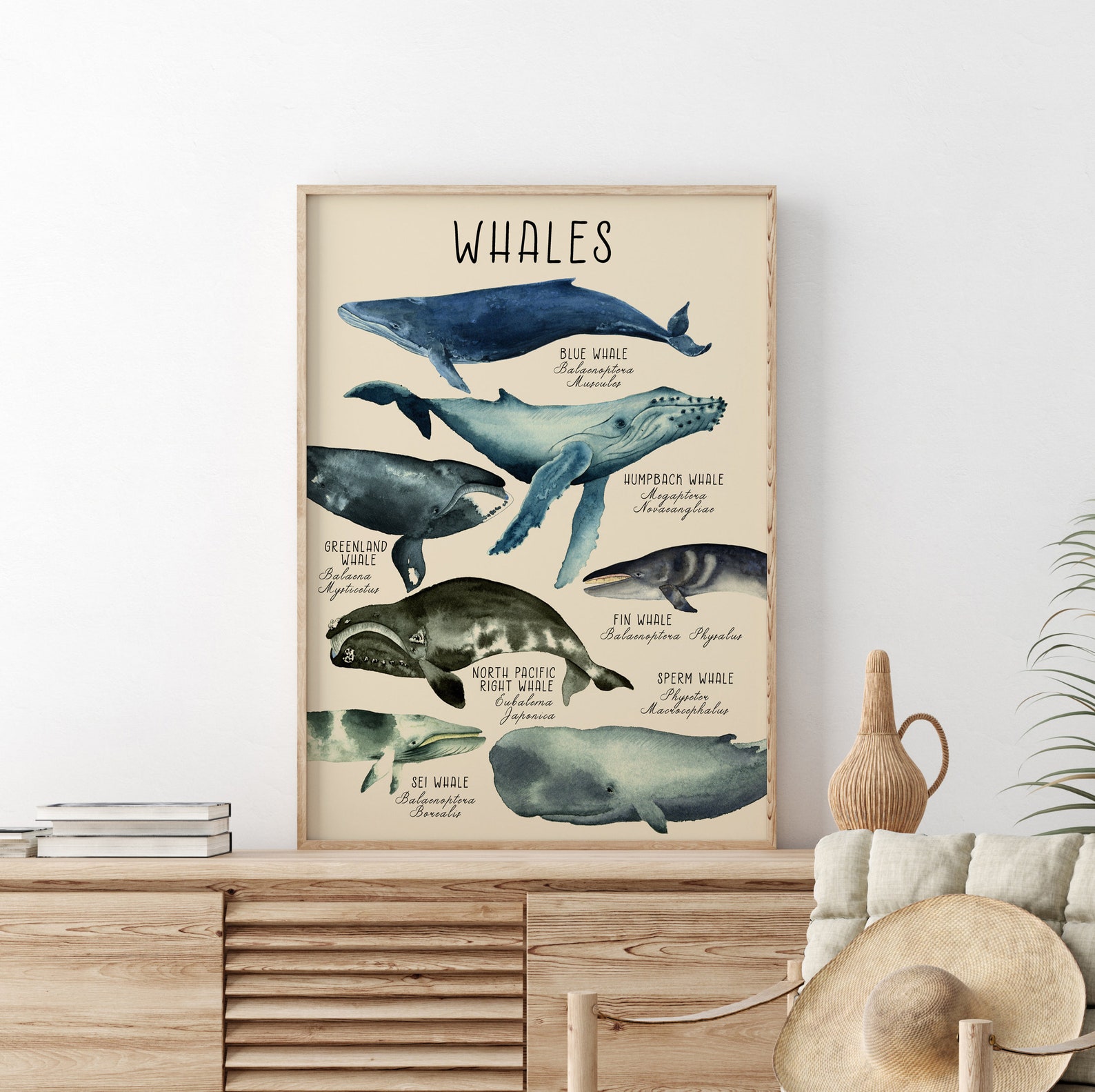 WHALES Poster Watercolor Whale Print Whale Species Poster - Etsy
