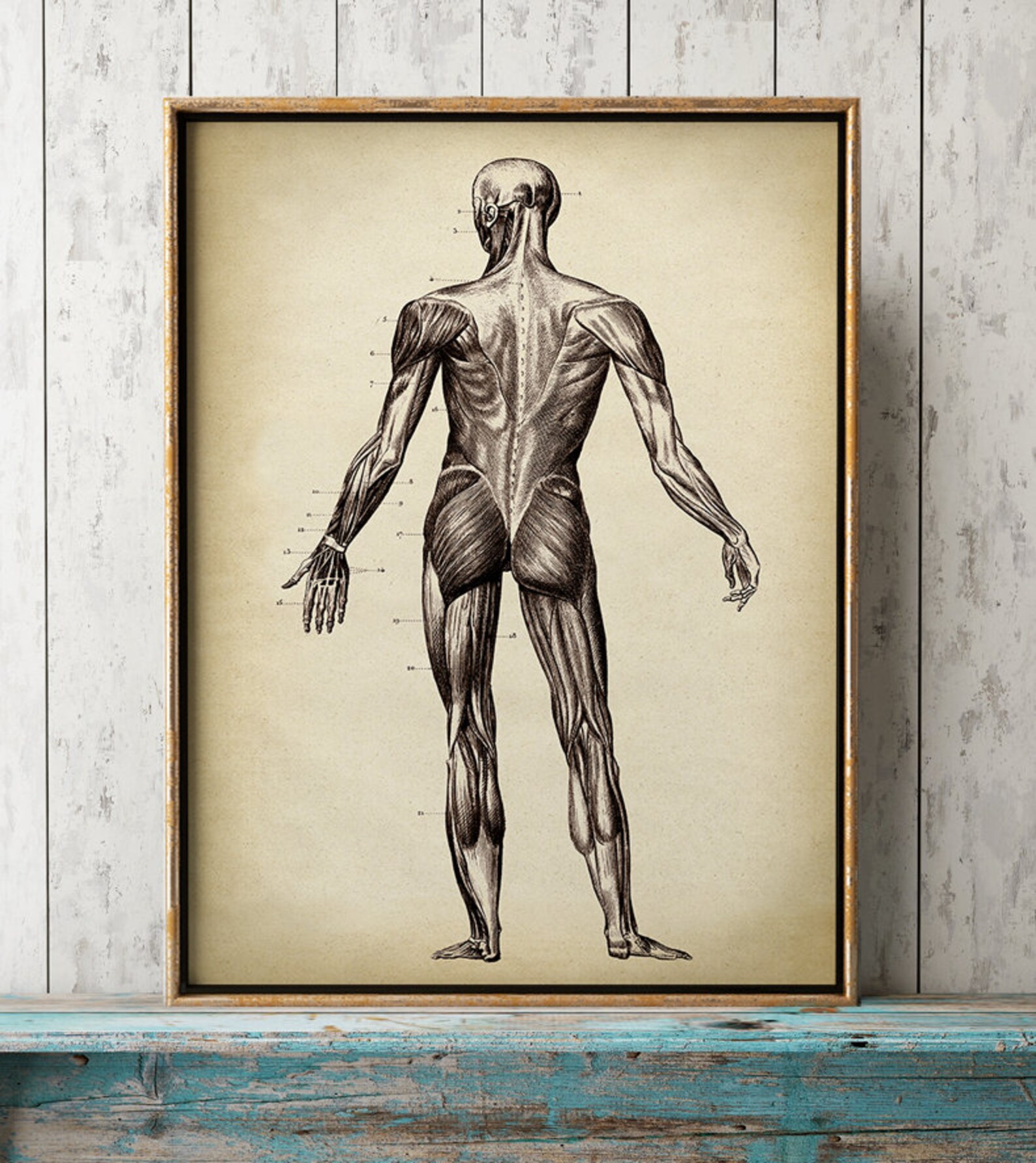 ANATOMY Print Set of 6 Art Prints Skeleton and Muscles | Etsy