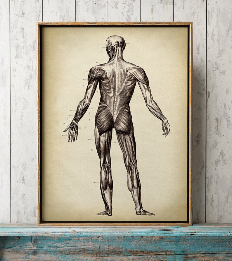 ANATOMY Print Set of 6 Art Prints Skeleton and Muscles | Etsy