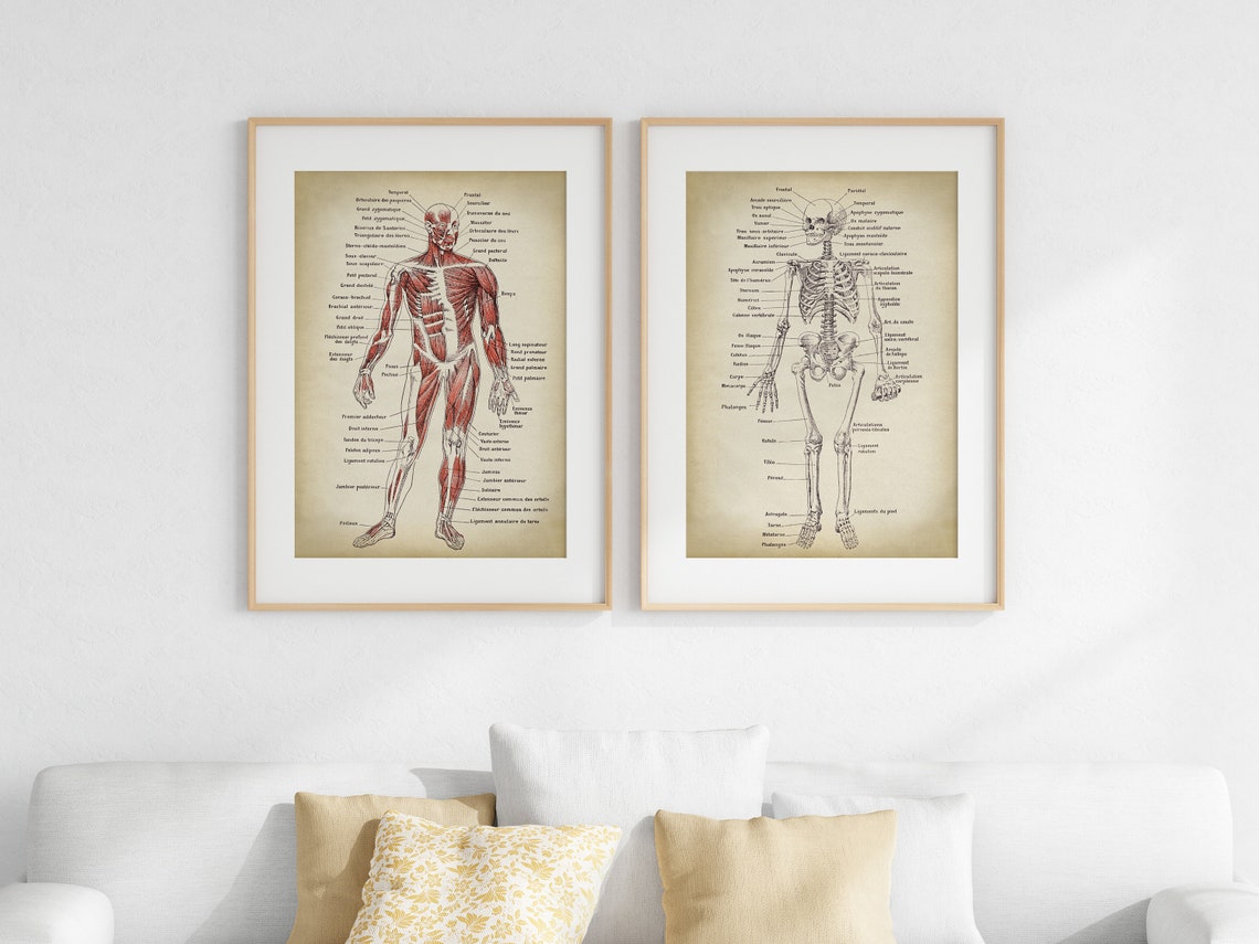 Anatomy Print SET of 2 Anatomical Poster Muscles and | Etsy