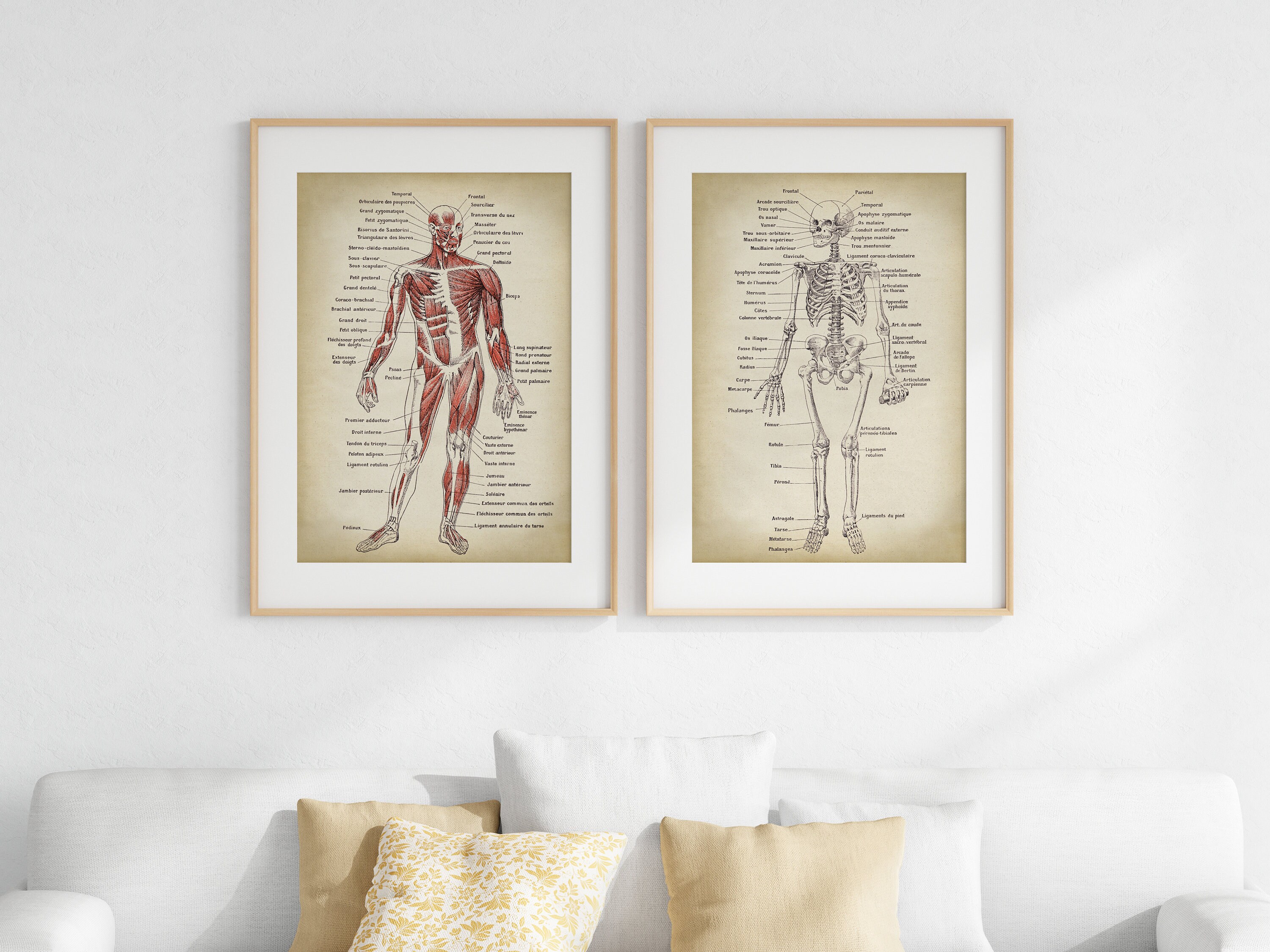 Anatomy Print SET of 2 Anatomical Poster Muscles and | Etsy
