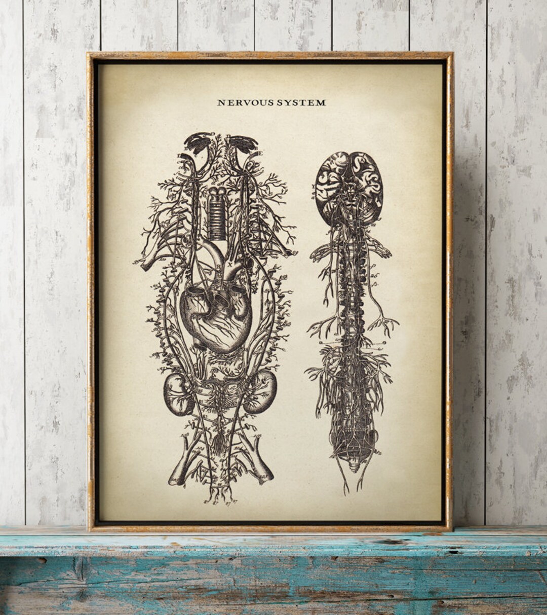 Nervous System POSTER, Vintage Style Anatomy, Scientific Illustration ...