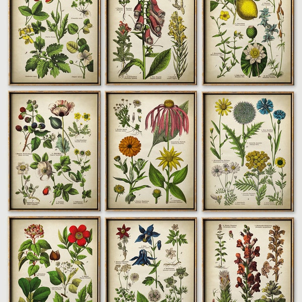 Botanical Print Set - Etsy